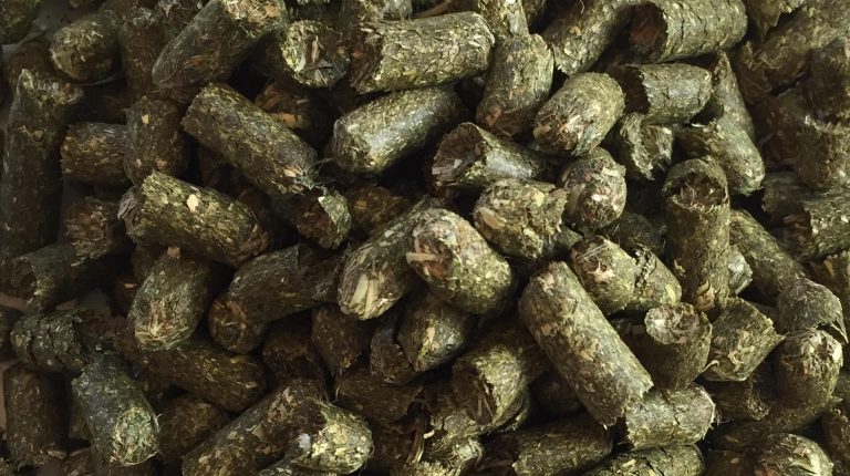 Mountain Sunrise – Timothy Hay Pellet – Agape Distributors