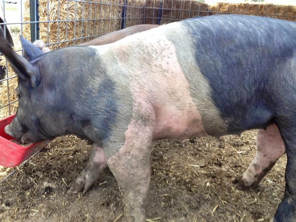 Swine: Emma 4-H SweetPro Sponsorship – Agape Distributors