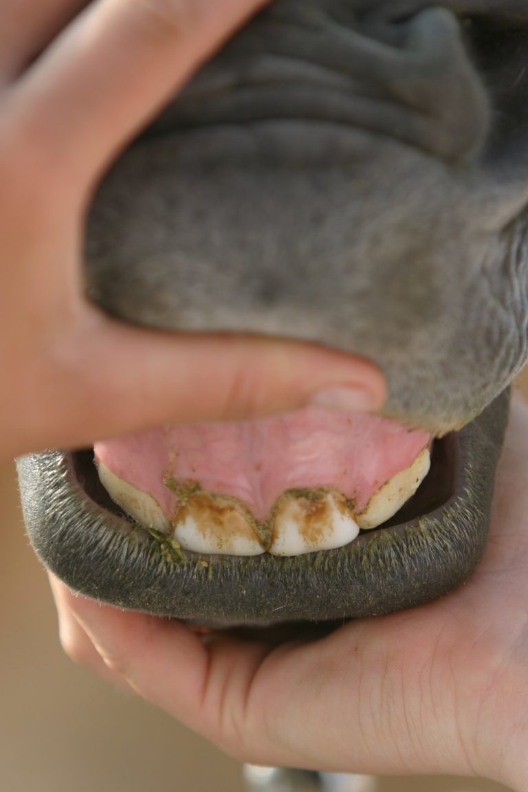 Horses: Keeping Weight On – Agape Distributors
