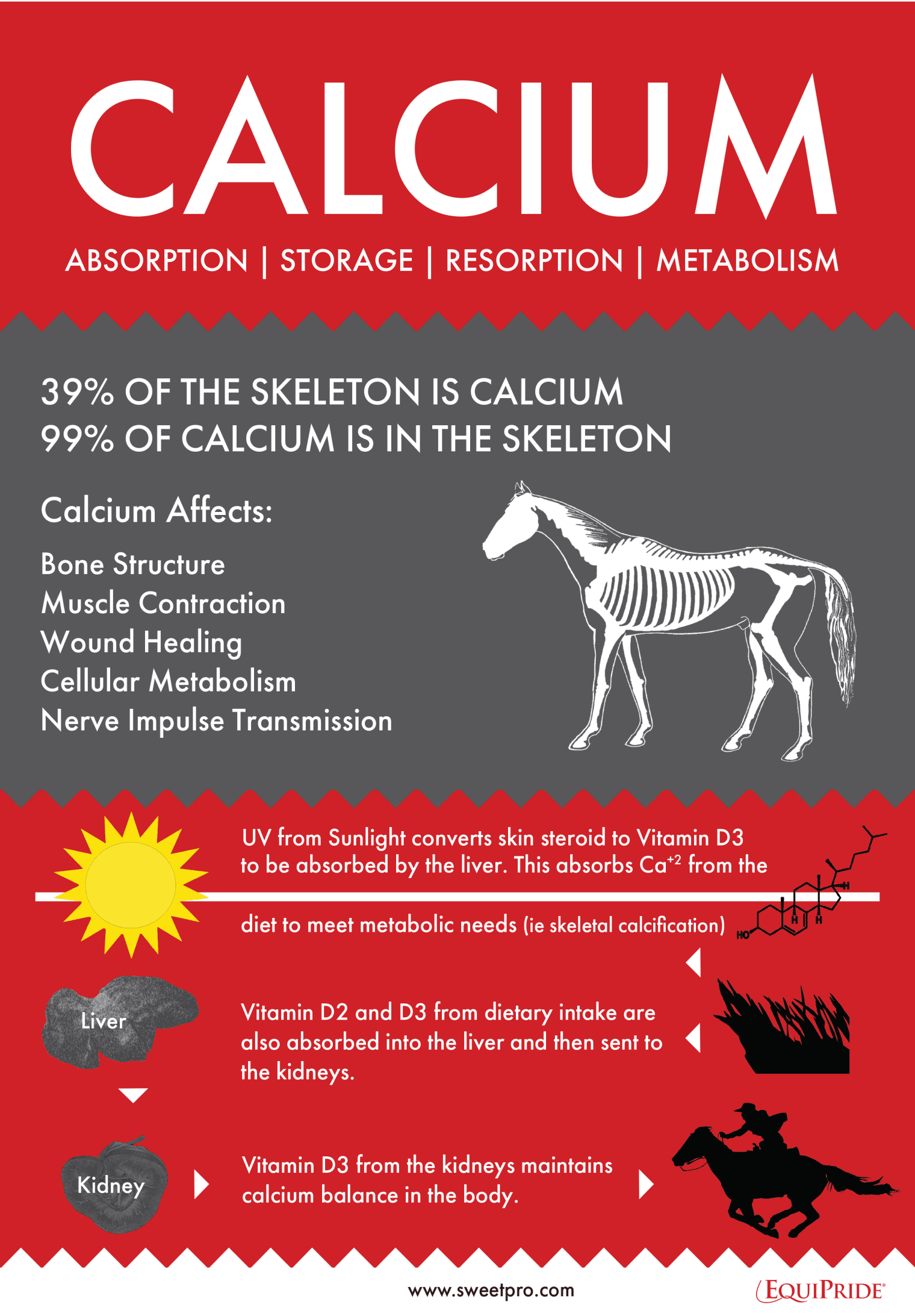 Calcium Facts – Agape Distributors